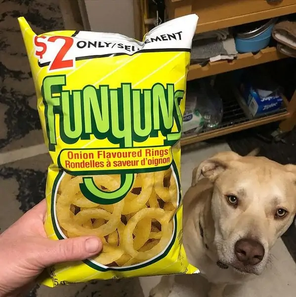 Can Dogs Eat Funyuns? What The Science Says - Whitekind.com