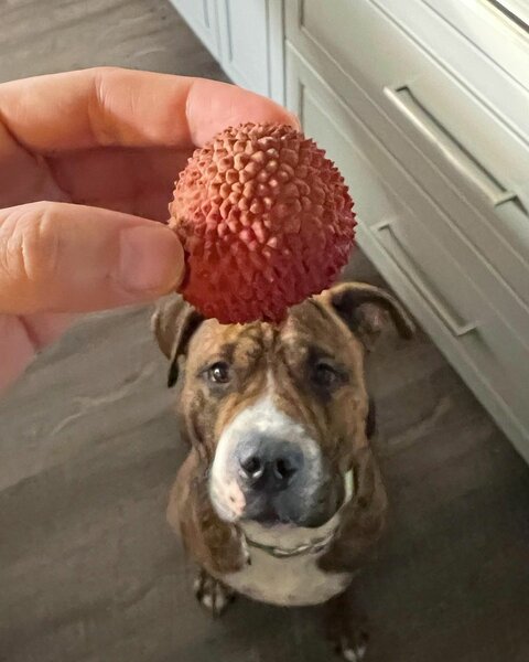 Can Dogs Eat Lychee? Top Two Reasons Why This Is Not A Good Idea - The ...