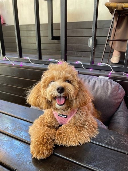 Can Dogs Eat Pinto Beans? 3 Reasons Why This Is A Great Idea - The ...