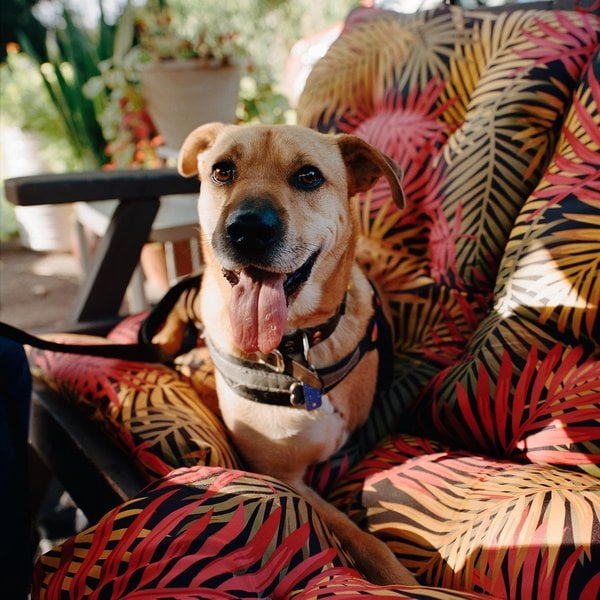 BIXBI Pet Review: Is It Worth It? (May 2025: Reviews) - The Goody Pet