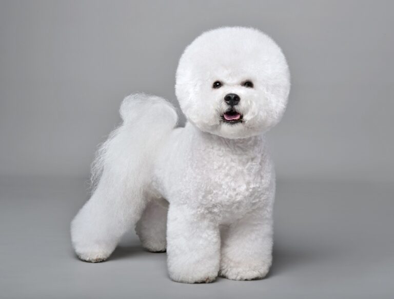 Bichon Frise Haircuts - Top 22 Styles To Try Them Out Now - The Goody Pet