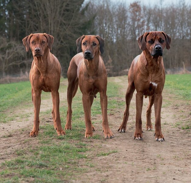 Rhodesian Ridgeback VS Lion: The Winner May Surprise You! - The Goody Pet