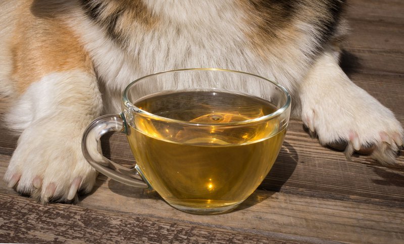 Should A Dog Drink Tea