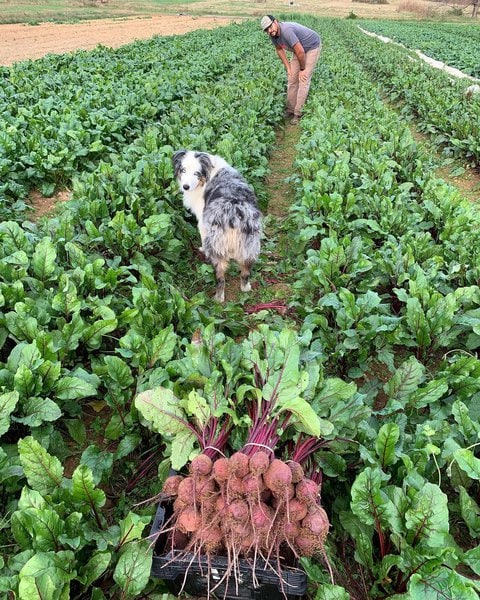 Can Dogs Eat Beets? They Sure Can, But Only In Moderation - The Goody Pet