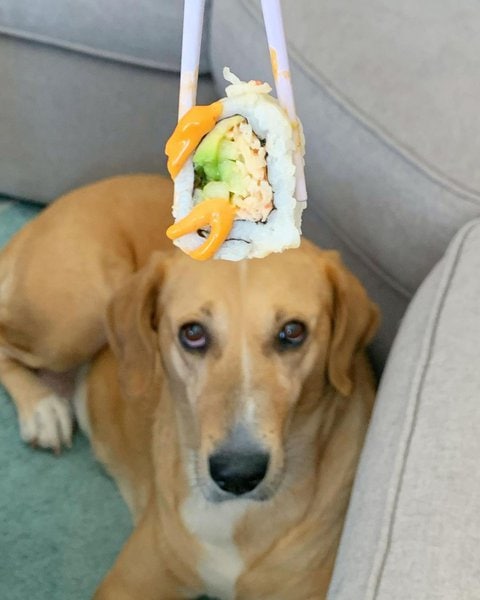 Can Dogs Eat Sushi? The Top Four Types Safe For Dogs - The Goody Pet