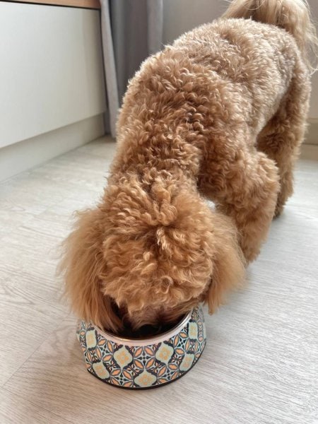 Can Dogs Eat Fried Rice? Warning! The Risks To Watch Out For - The ...