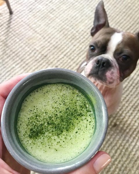 Can Dogs Have Matcha? 4 Green Benefits It Brings When Fed In ...