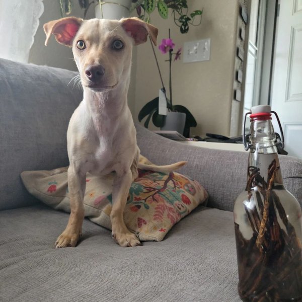 Can Dogs Have Vanilla Extract? Two Top Reasons Why Dogs Should Avoid ... Can Dogs Have Vanilla Extract? Two Top Reasons Why Dogs Should Avoid ...