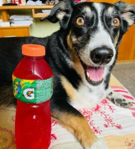 Can Dogs Drink Gatorade? Here’s Why This Is Such A Bad Idea - The Goody Pet