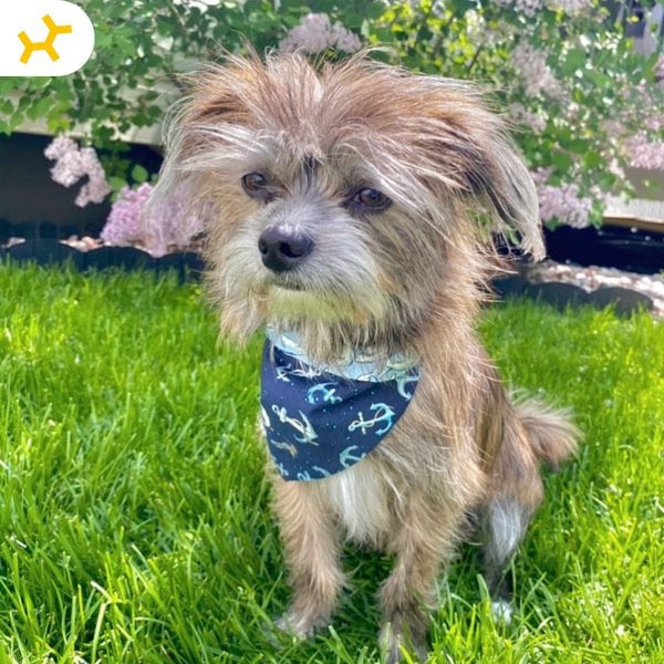 Embark Vet Review: Is It Worth It? (September 2022: Reviews) - The ...