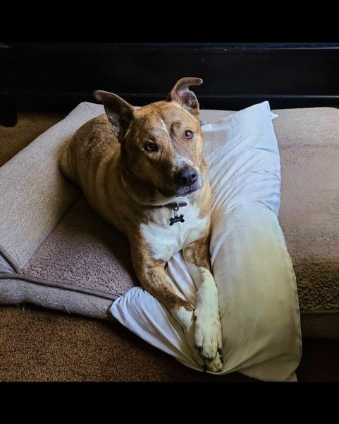 Akita Pit Mix - Your Complete Breed Guide - The Goody Pet