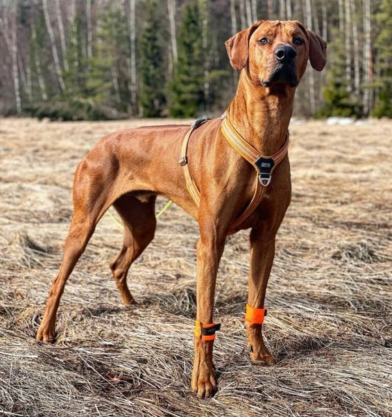 Rhodesian Ridgeback VS Lion: The Winner May Surprise You! - The Goody Pet