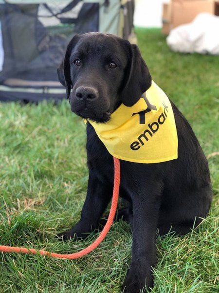 Embark Vet Review: Is It Worth It? (September 2022: Reviews) - The ...