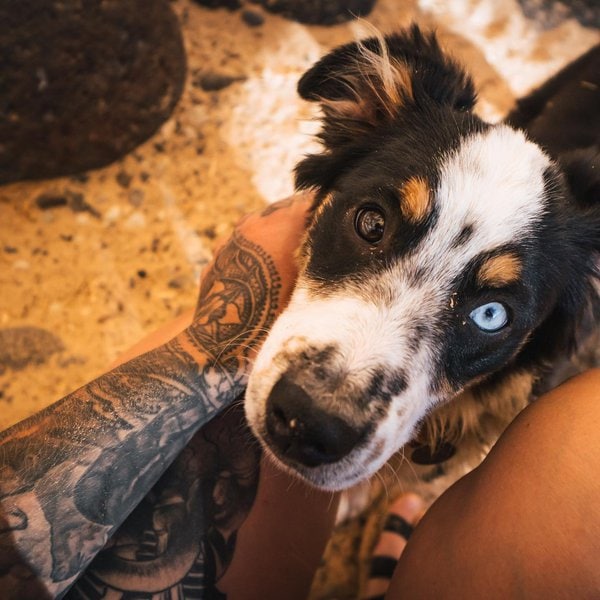 BIXBI Pet Review: Is It Worth It? (May 2025: Reviews) - The Goody Pet