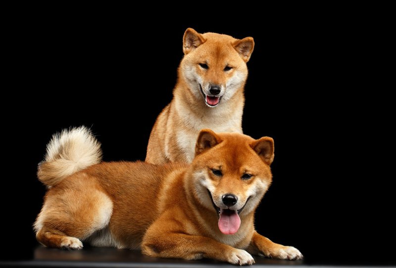 Hokkaido Dog VS Shiba Inu – 22 Top Differences To Tell Them Apart - The ...