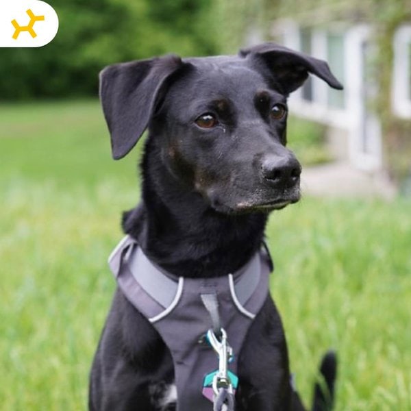 Embark Vet Review: Is It Worth It? (September 2022: Reviews) - The ...