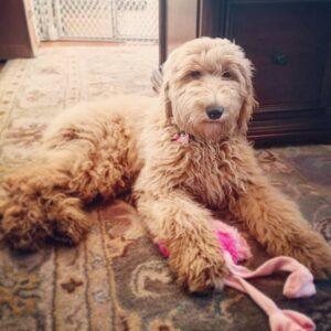 Afghan Hound Poodle Mix - Your Complete Breed Guide To Pooghan - The ...