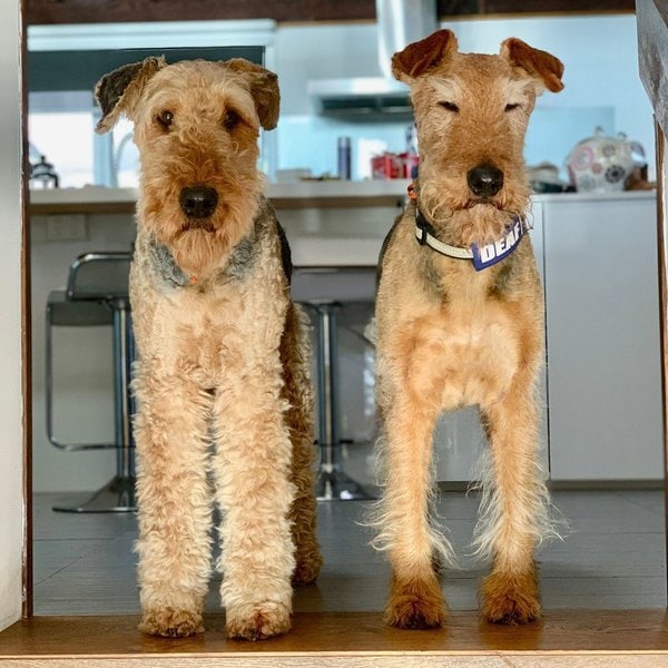 Airedale Terrier - Your Complete Breed Guide - The Goody Pet