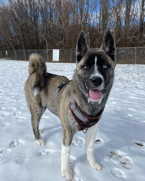 Akita Husky Mix - Your Complete Breed Guide To Huskita - The Goody Pet