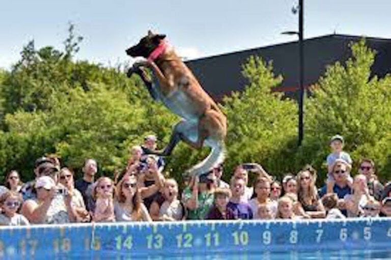 Splash! Diving Dogs Compete In Annual Contest - The Goody Pet