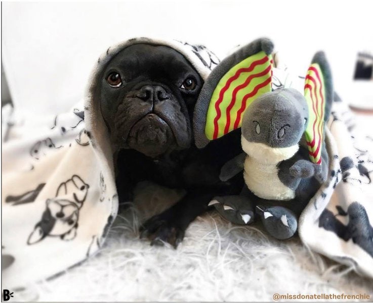 Can Dogs Tell Time? You’ll Be Surprised That They Can - The Goody Pet