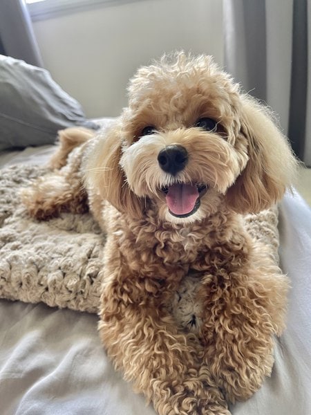 Can Dogs Eat Guava? Check Out Its Amazing Benefits Right Here - The ...