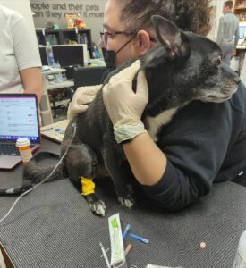 What Is Addison’s Disease In Dogs - The Top Causes, Symptoms, And ...