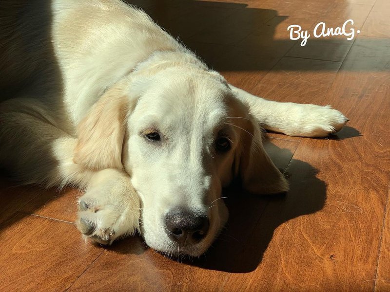 What Is Coccidia In Dogs? Understanding It Well Can Help You Fight ...