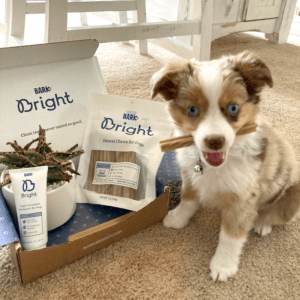 BARK Bright Review: Is It Worth It? (September 2025: Reviews) - The ...