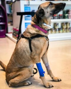 What Is Addison’s Disease In Dogs - The Top Causes, Symptoms, And ...
