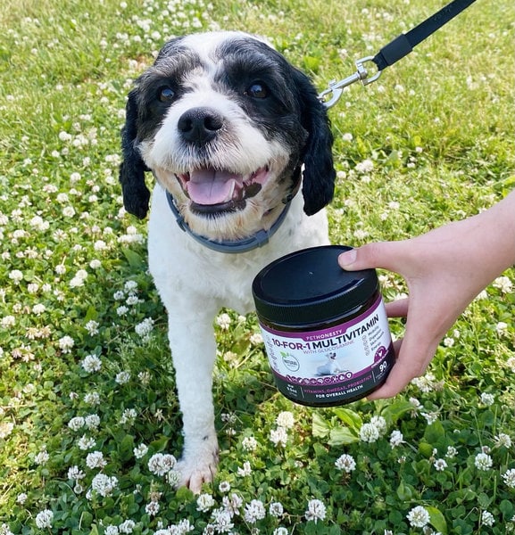 What Causes Steatitis In Dogs? Not Knowing These Factors Can Cost You ...