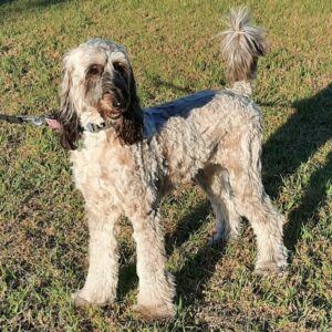Afghan Hound Poodle Mix - Your Complete Breed Guide To Pooghan - The ...