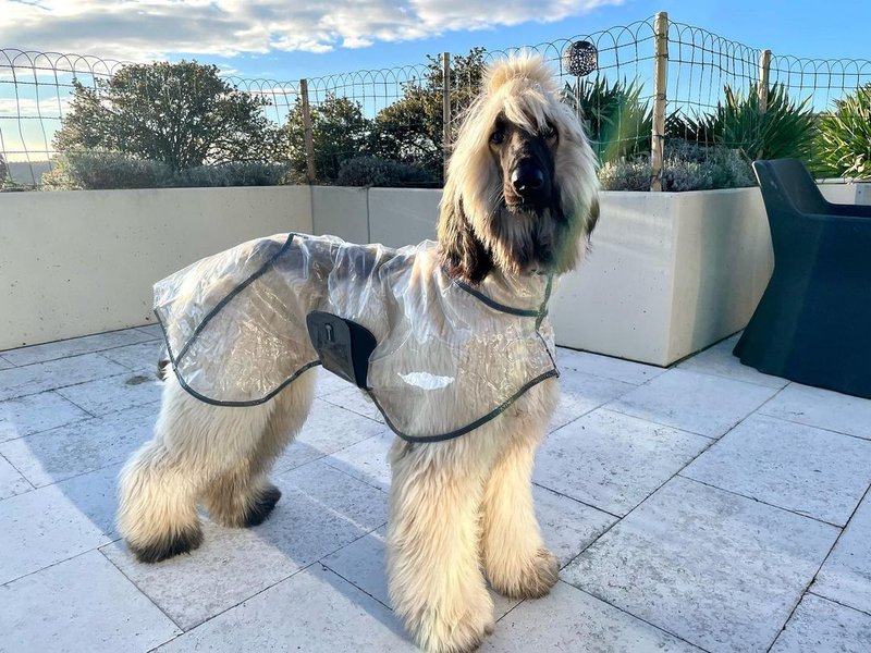 Afghan Hound - Your Complete Breed Guide To Barakzai Hound - The Goody Pet