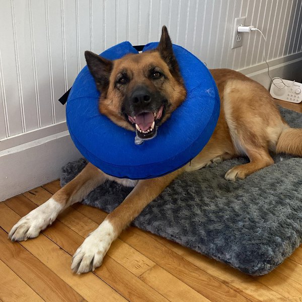 Akita Husky Mix - Your Complete Breed Guide To Huskita - The Goody Pet
