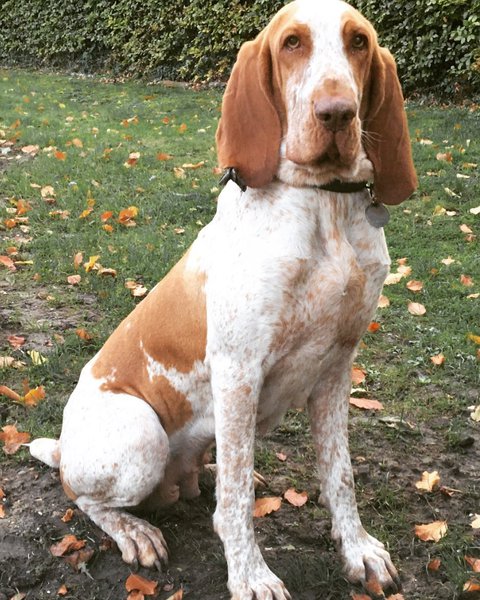 Bracco Italiano - Your Complete Breed Guide To The Italian Pointer ...