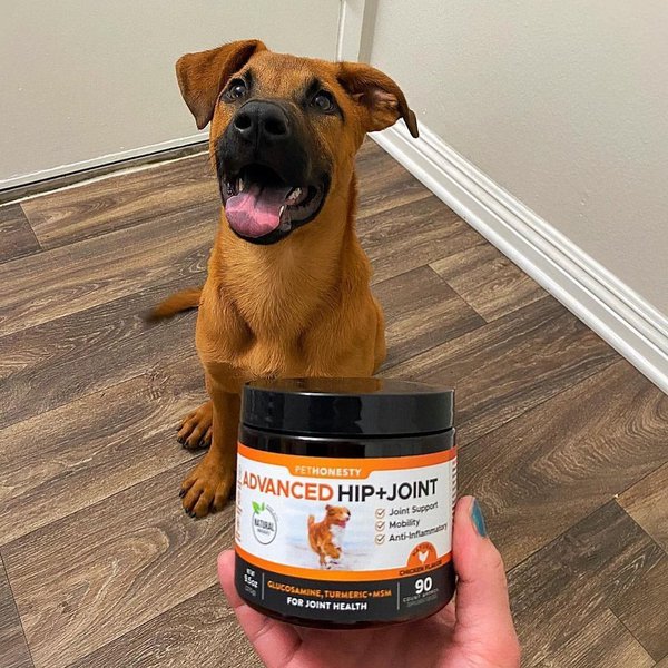 Rhodesian Ridgeback - Your Complete Breed Guide - The Goody Pet