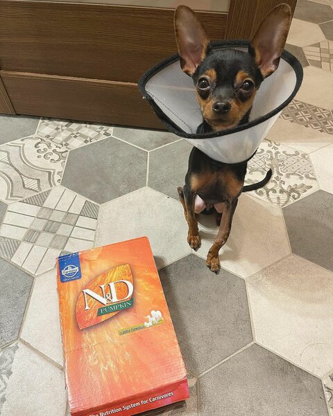 Russian Toy Terrier - Your Complete Breed Guide To Russkiy Toy - The ...