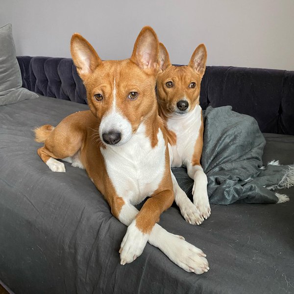 How Much Does A Basenji Cost? - The Goody Pet