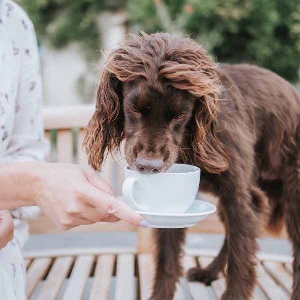 Can Dogs Drink Green Tea? Here Are Its Benefits When Fed In ...