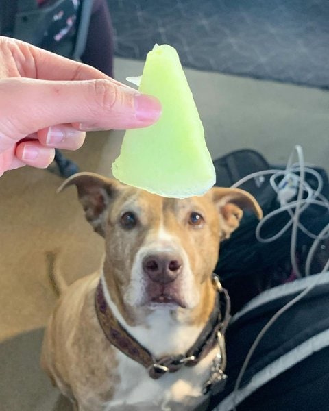 Can Dogs Eat Honeydew Melon? Check Out These Important Benefits When ...