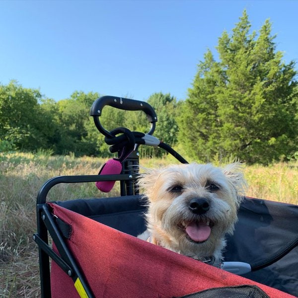 Ruff Greens Review: Is It Worth It? (May 2025: Reviews) - The Goody Pet