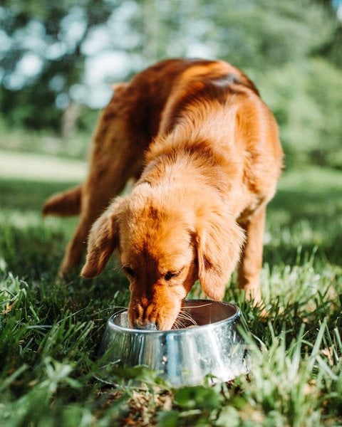 Can Dogs Eat Pinto Beans? 3 Reasons Why This Is A Great Idea - The ...