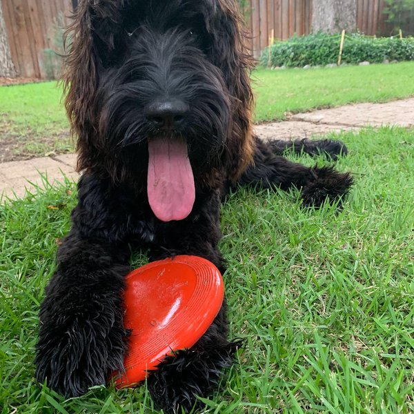 Afghan Hound Poodle Mix - Your Complete Breed Guide To Pooghan - The ...