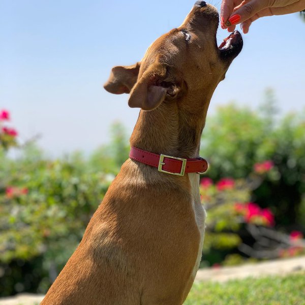 Rhodesian Ridgeback - Your Complete Breed Guide - The Goody Pet