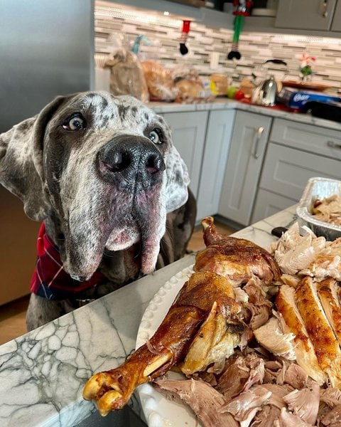 Can Dogs Eat Turkey, Raw Or Cooked? - The Goody Pet