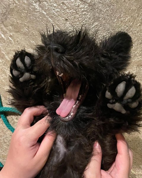 Can Dogs Be Ticklish? Definitely! We Show You Where The Top Spots Are ...