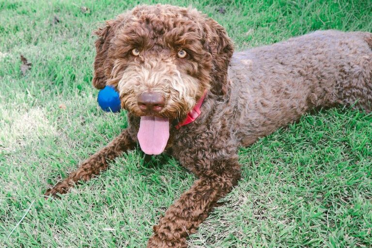 Ruff Greens Review: Is It Worth It? (May 2025: Reviews) - The Goody Pet