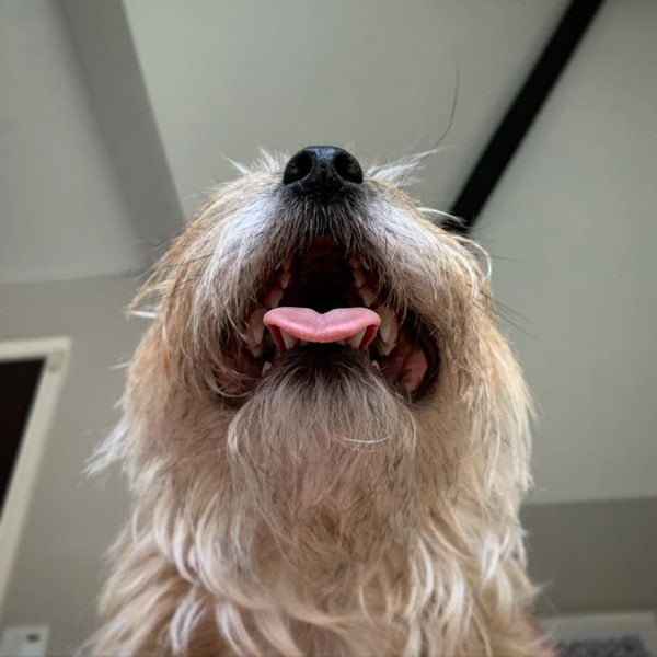 Ruff Greens Review: Is It Worth It? (May 2025: Reviews) - The Goody Pet