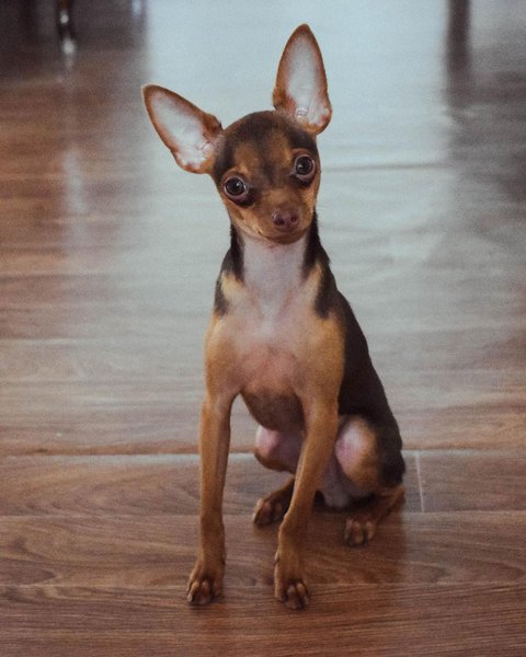 Russian Toy Terrier - Your Complete Breed Guide To Russkiy Toy - The ...