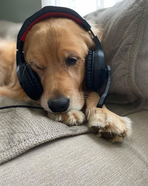 What Kind Of Music Do Dogs Like? 3 Top Genres Recommended By Scientists ...
